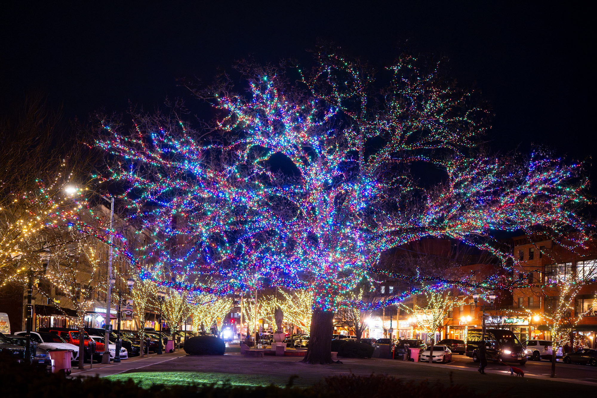 Stamford Downtown Winter Lighting Program - Stamford Downtown